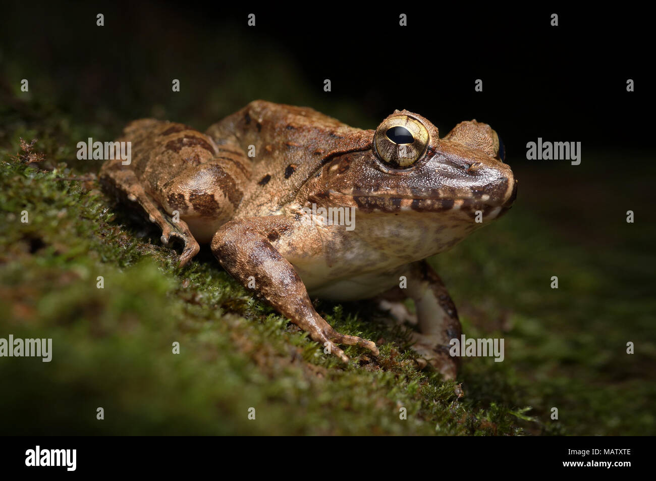 Giant River Frog High Resolution Stock Photography and Images - Alamy