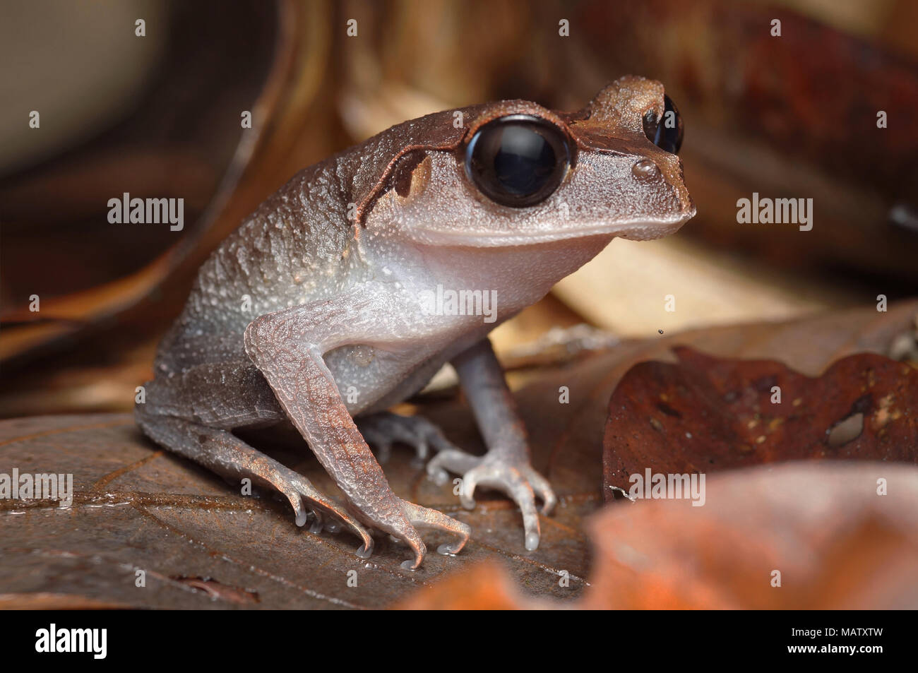Lowland litter frog hi-res stock photography and images - Alamy