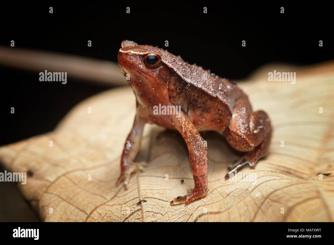 Sticky frog hi-res stock photography and images - Alamy