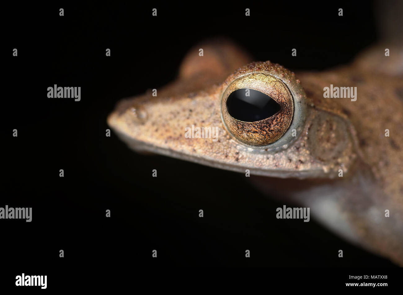Colletts tree frog hi-res stock photography and images - Alamy