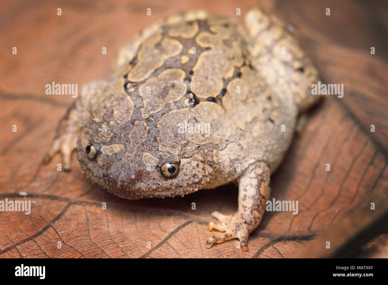 Burrowing frog hi-res stock photography and images - Alamy