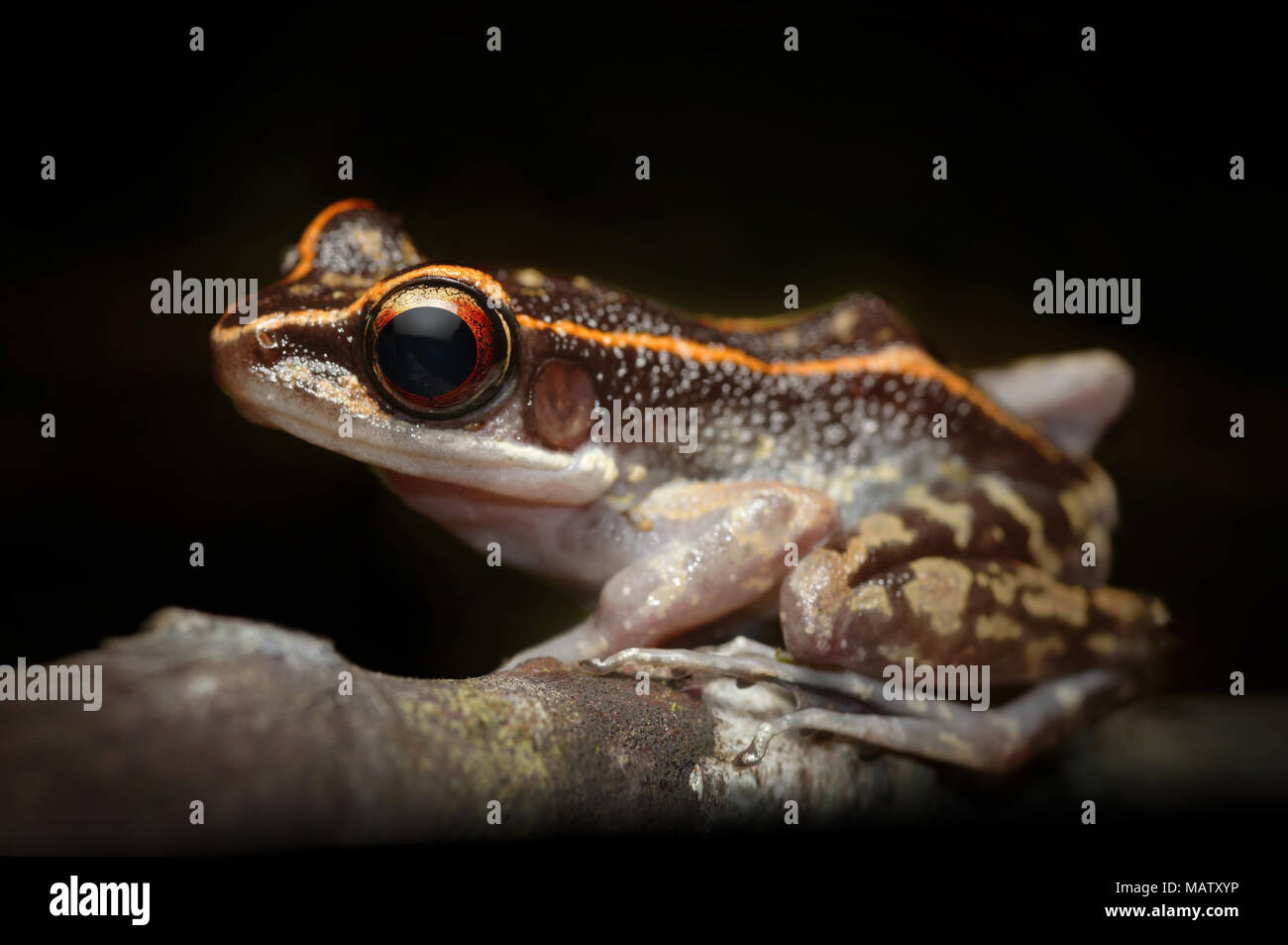 Striped stream frog Hylarana signata Stock Photo - Alamy