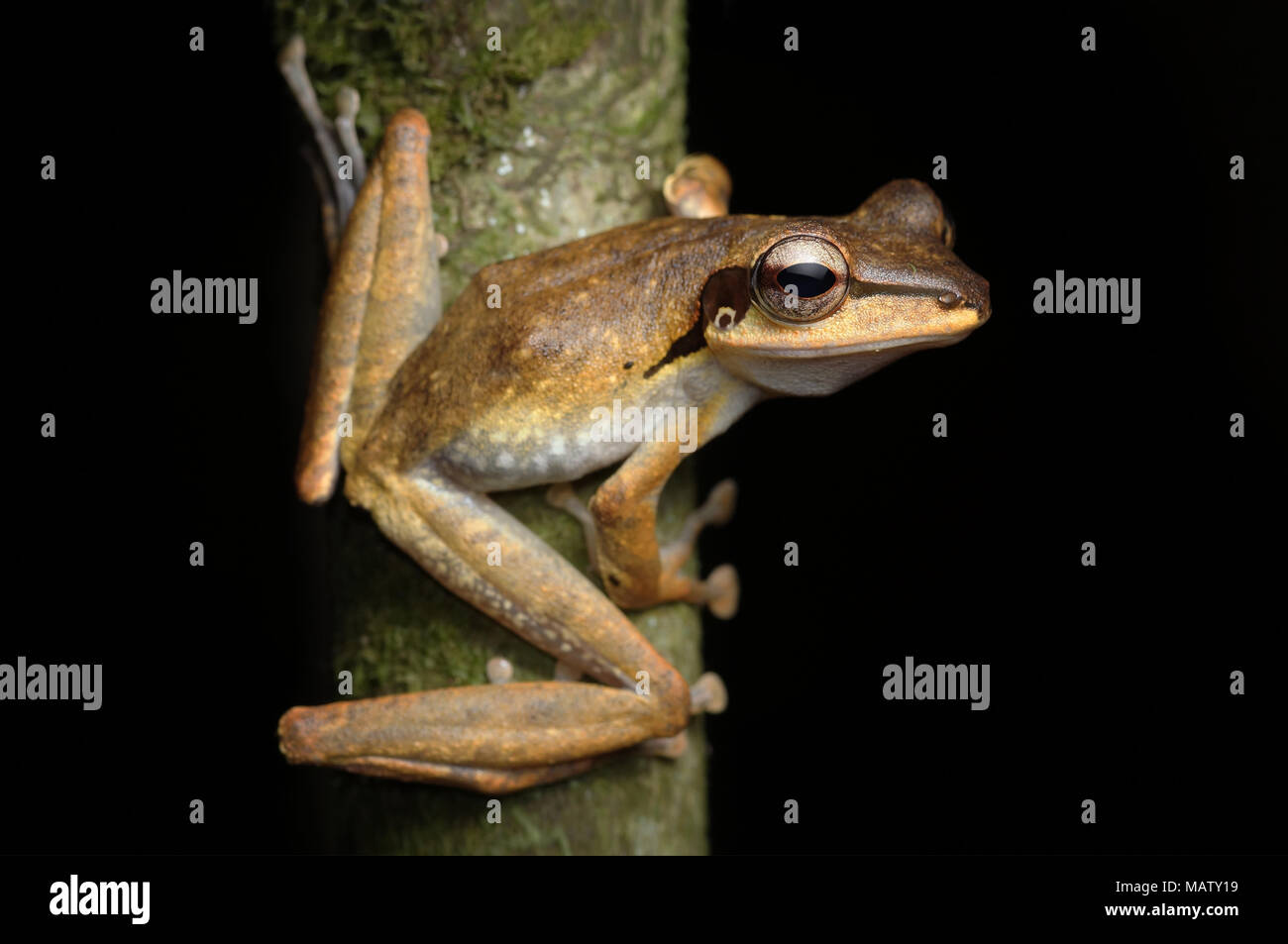 Dark eared tree frog hi-res stock photography and images - Alamy