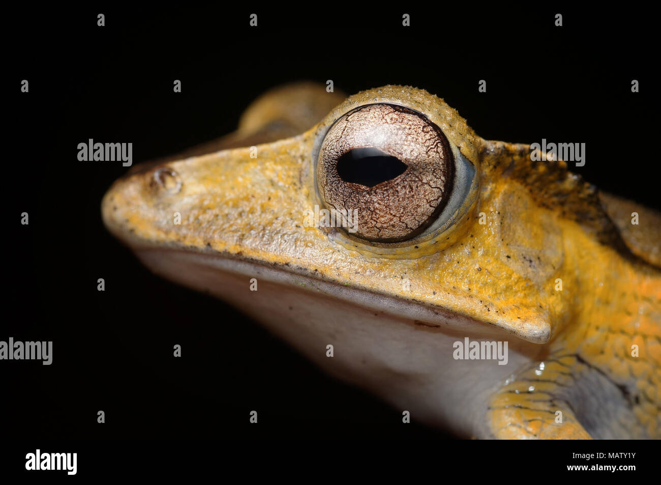 File eared frog Polypedates otilophus Stock Photo - Alamy