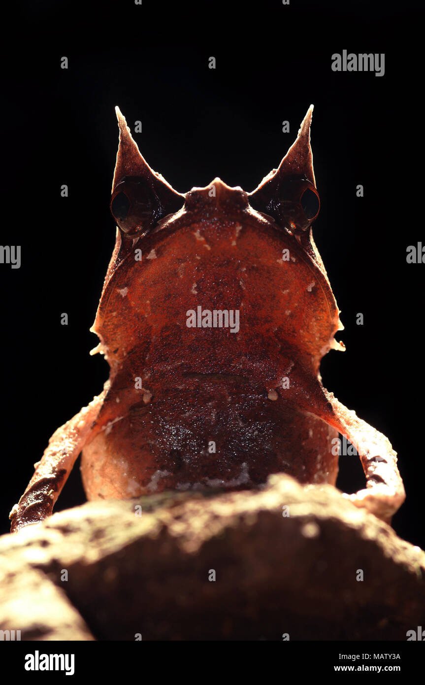 Malayan horned frog Megophrys nasuta Stock Photo - Alamy