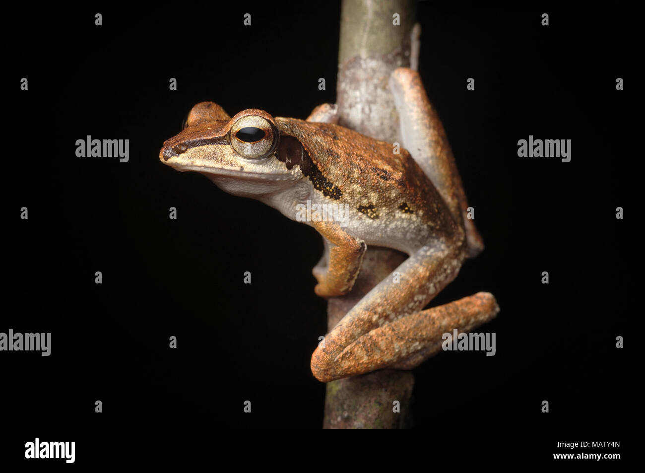 Dark eared tree frog Polypedates macrotis Stock Photo - Alamy