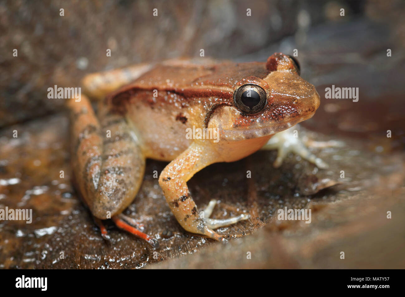 Smooth guardian frog limnonectes palavanensis hi-res stock photography ...