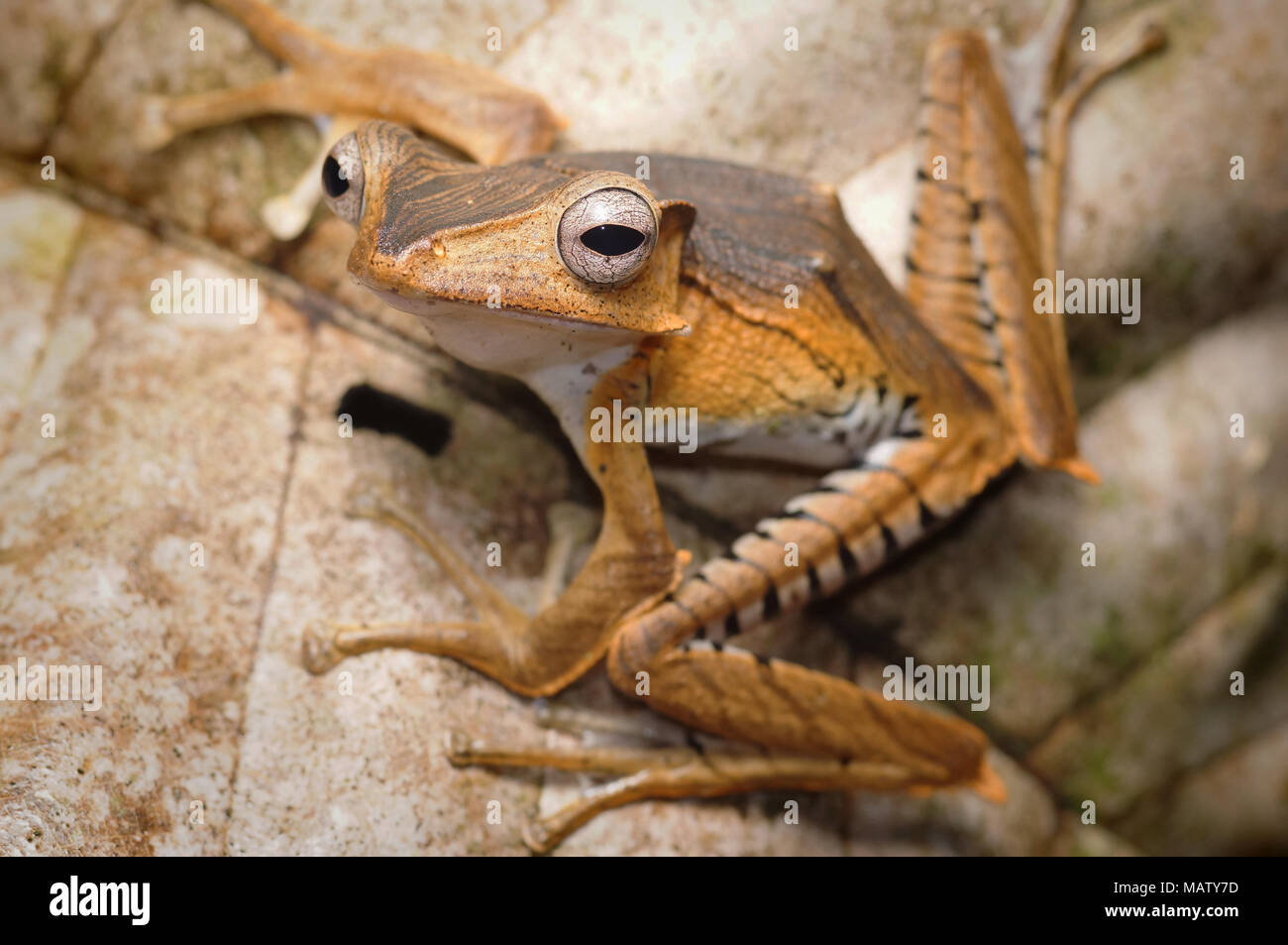 Frog High Resolution Stock Photography and Images - Alamy