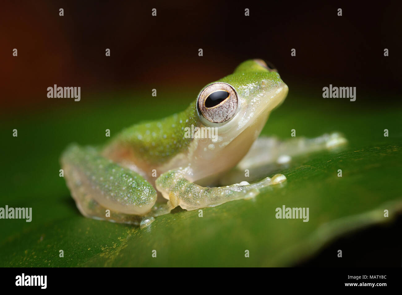 White-eared tree frog Rhacophorus kajau Stock Photo - Alamy