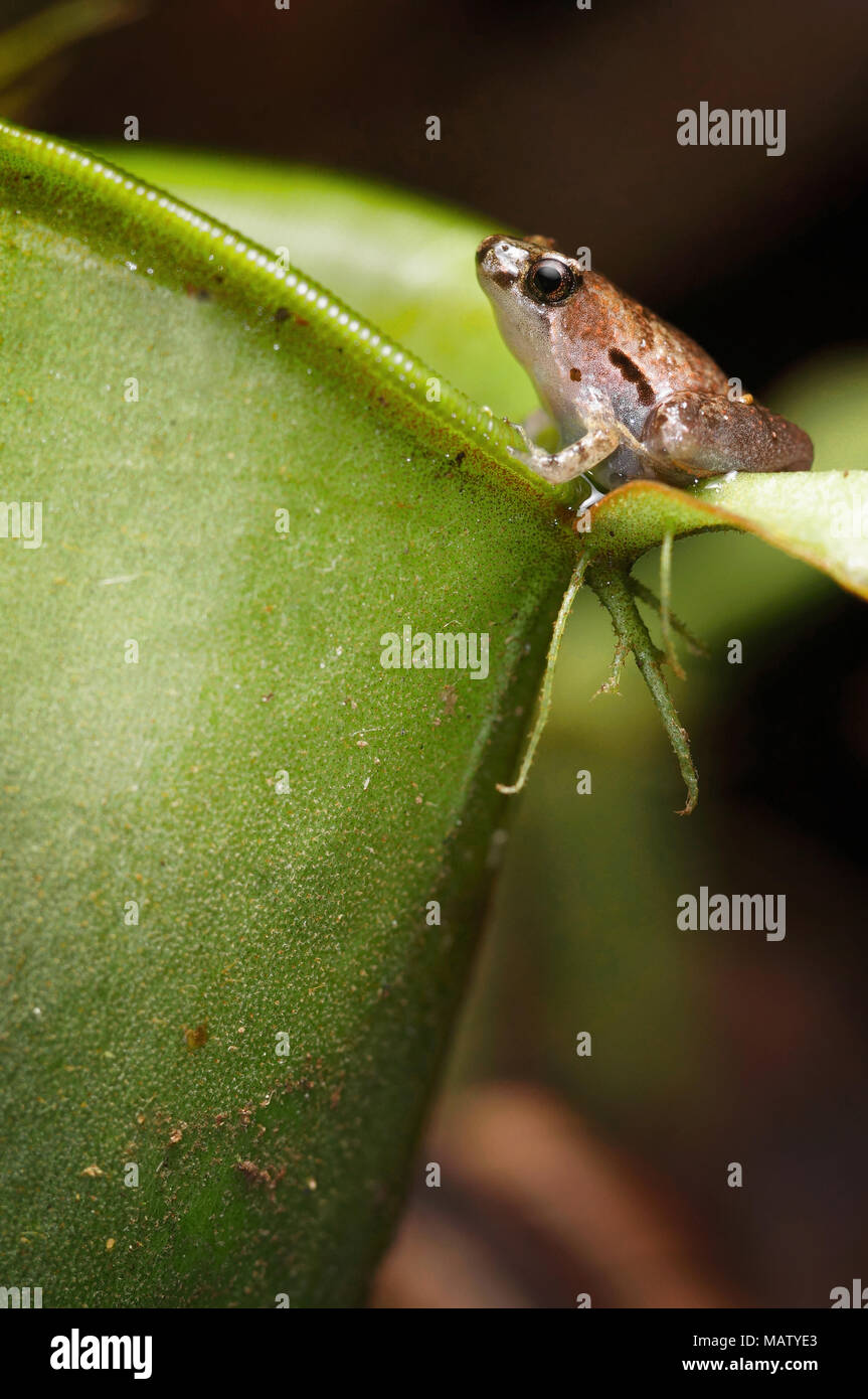 Pitcher plant with frog hi-res stock photography and images - Alamy