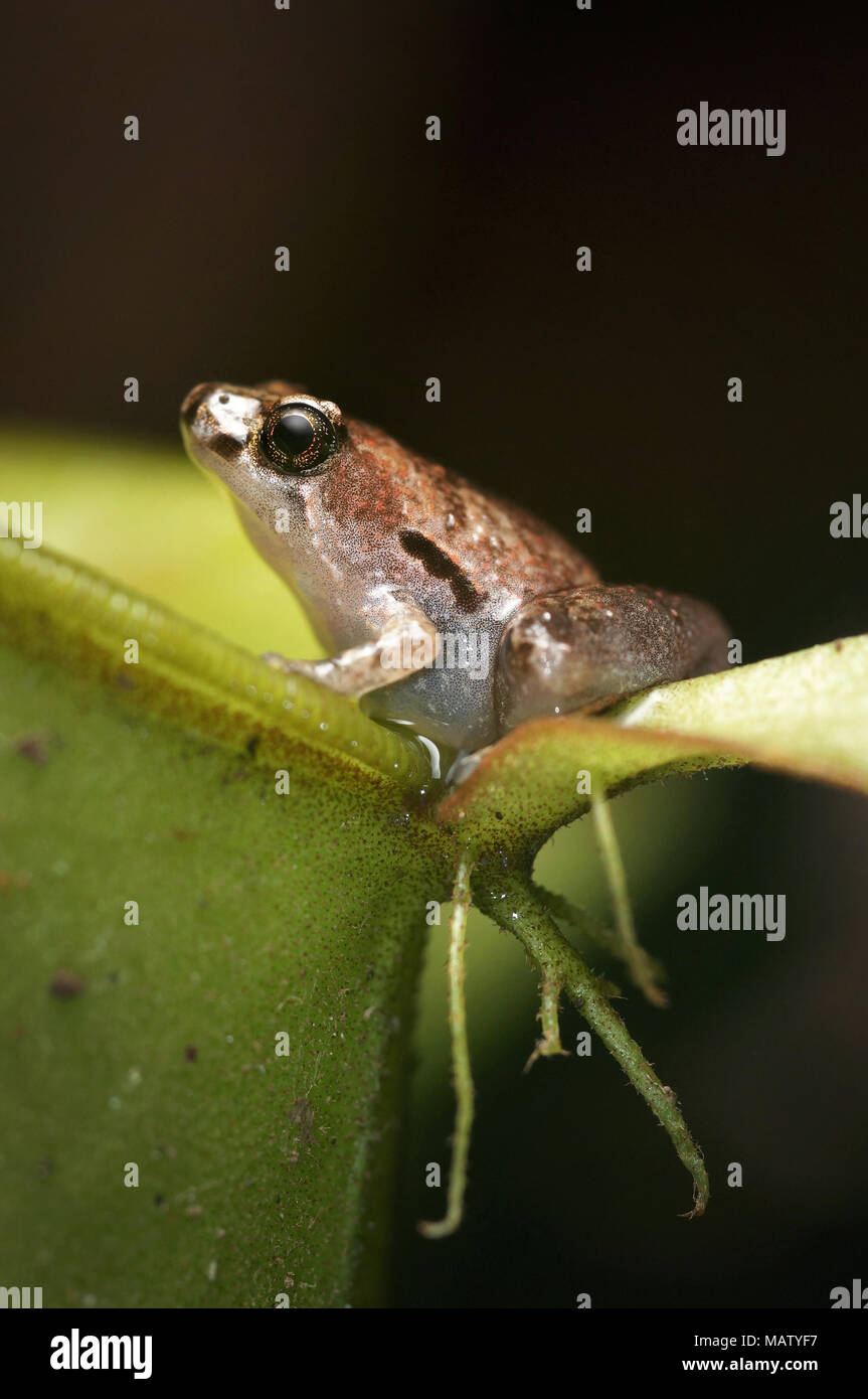 Microhyla nepenthicola hi-res stock photography and images - Alamy