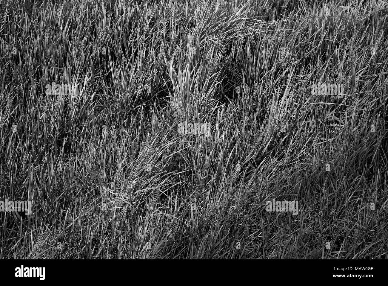 Field of black and white grass background Stock Photo - Alamy