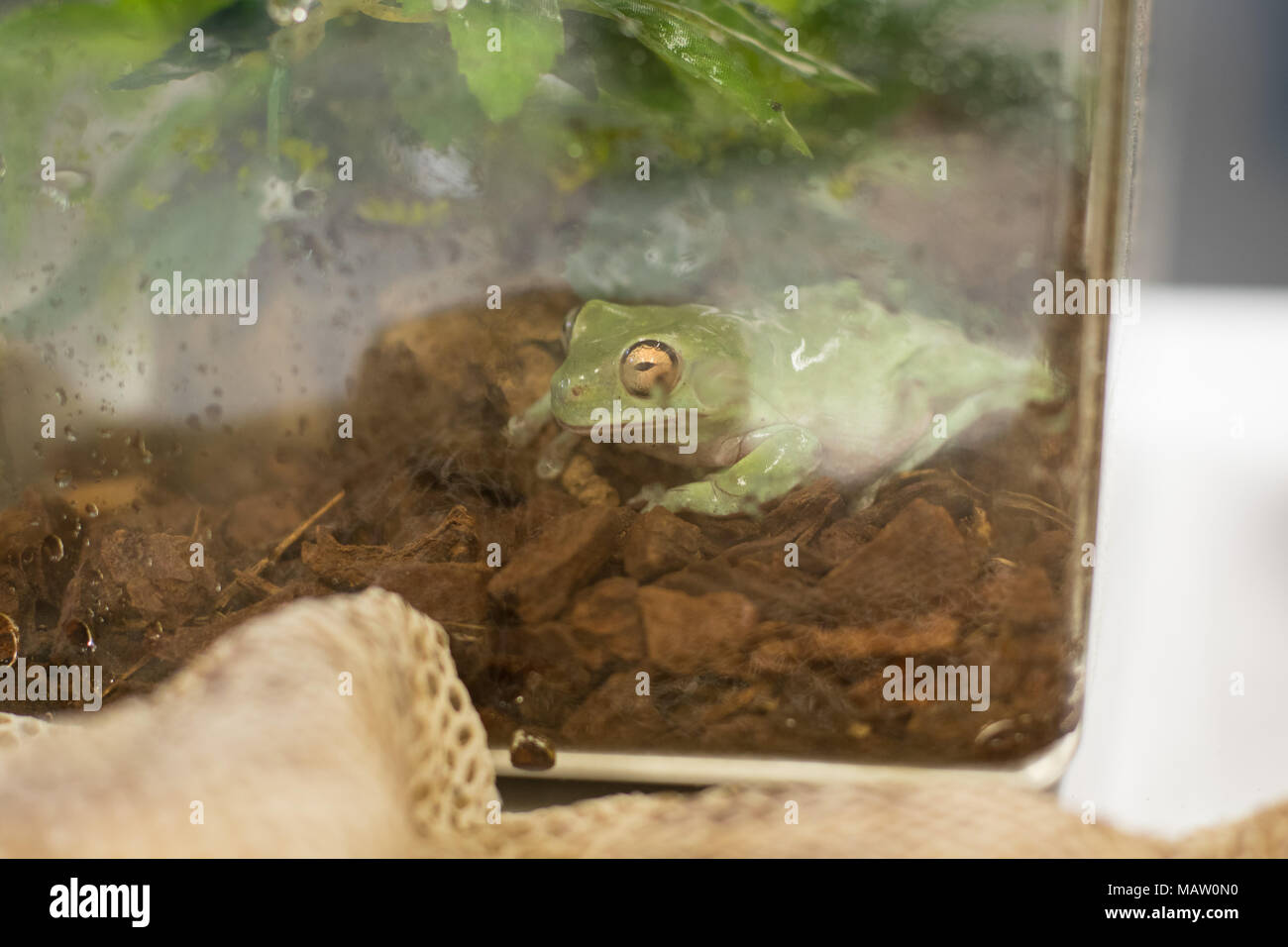 White's tree frog kept as a pet Stock Photo - Alamy