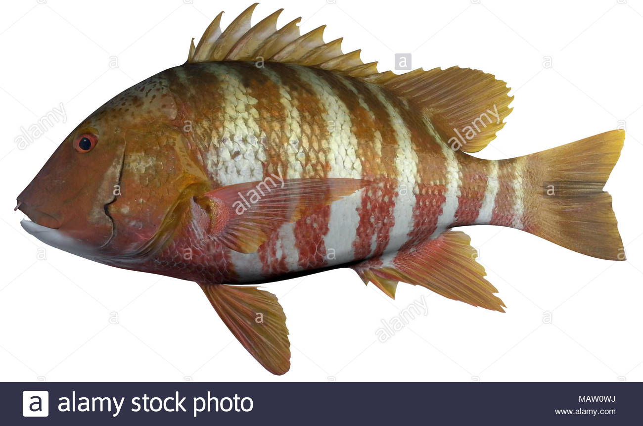 Pargo Fish High Resolution Stock Photography and Images - Alamy
