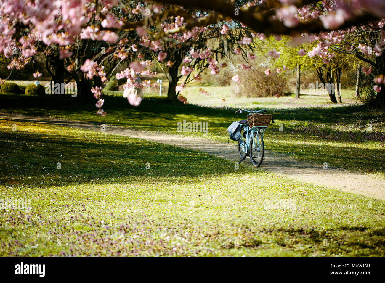 Bicycle on Small Path in the Park in Springtime with flowering magnolia ...