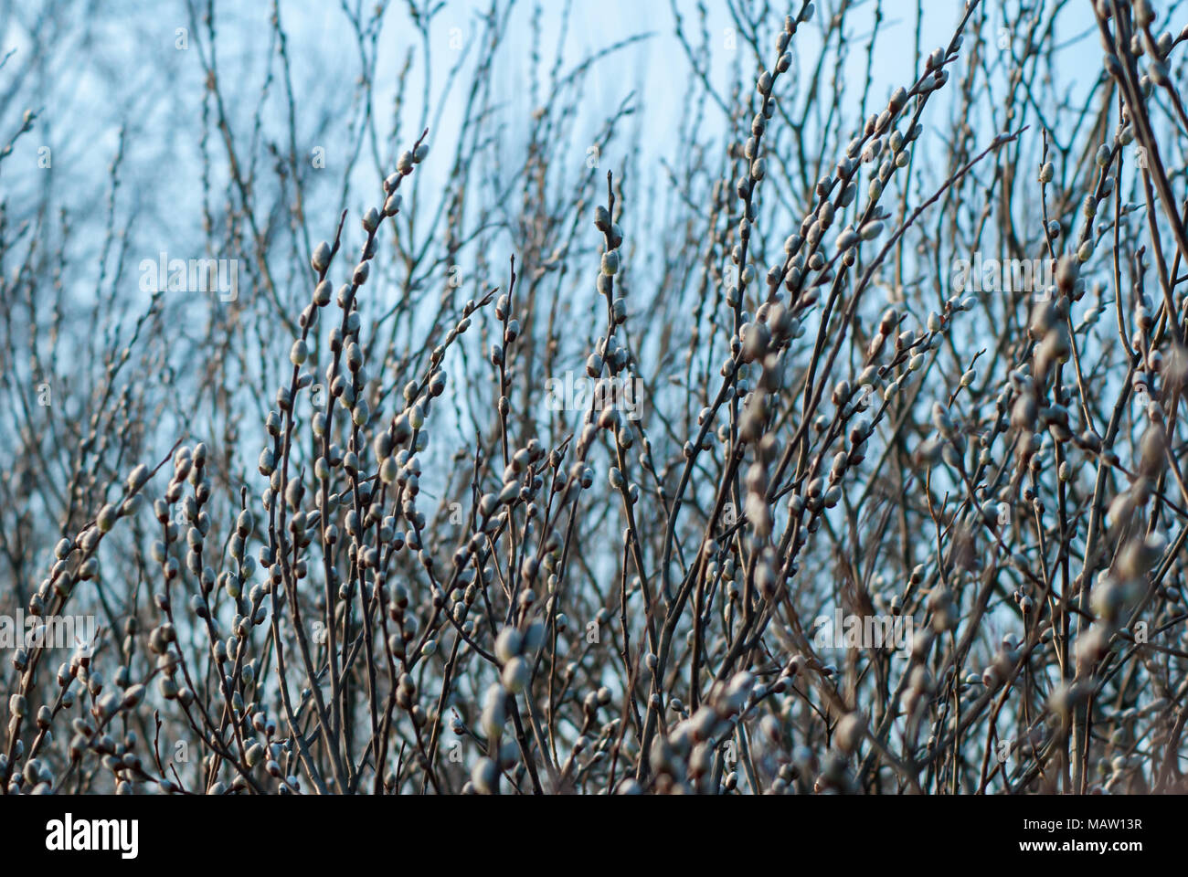 spring willow branches in bloom on blue sky background Stock Photo - Alamy
