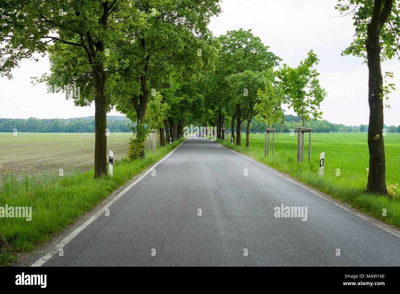 Asphalt road going into the distance through the trees Stock Photo - Alamy