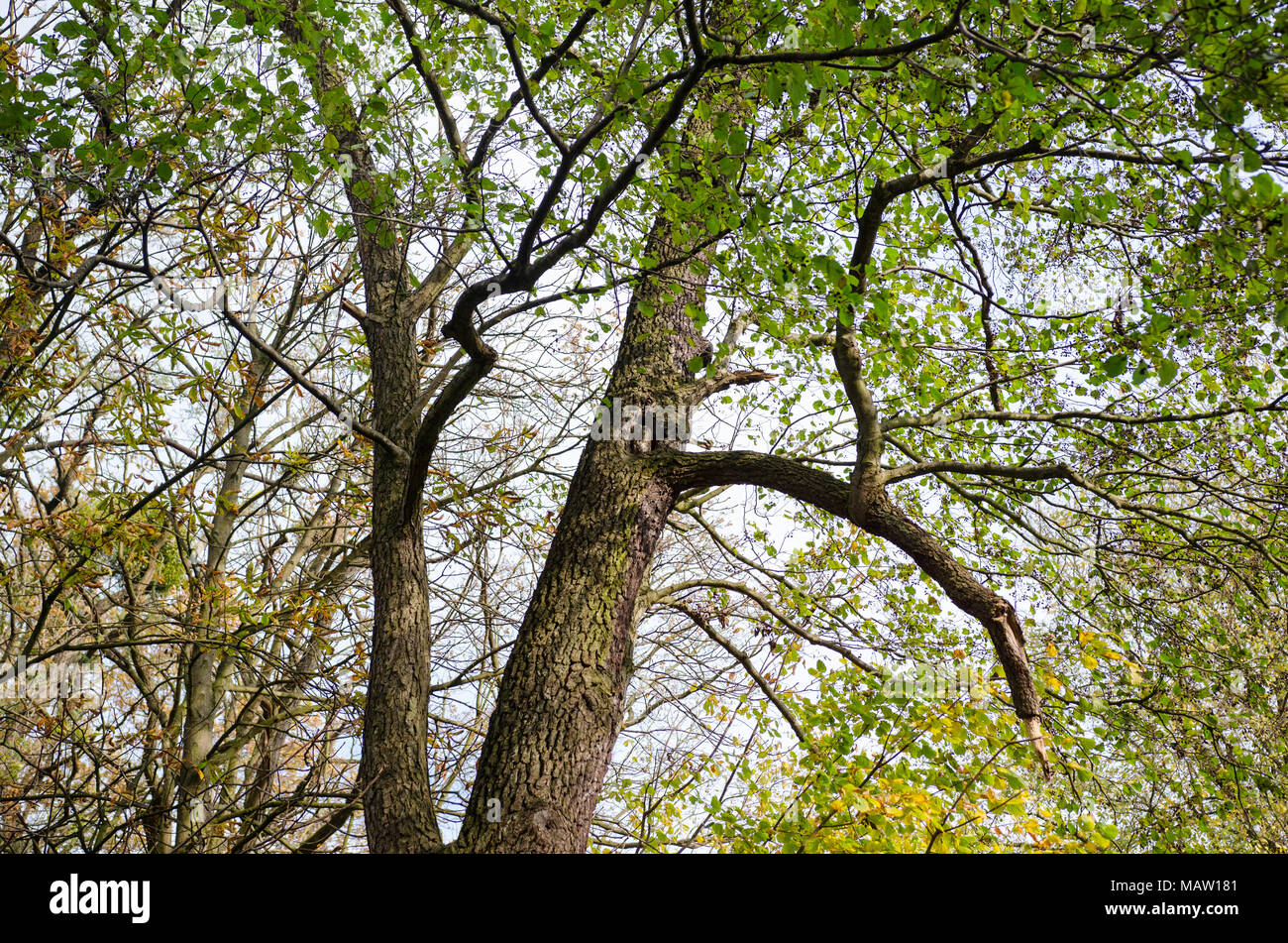 Wisdom tree hi-res stock photography and images - Alamy