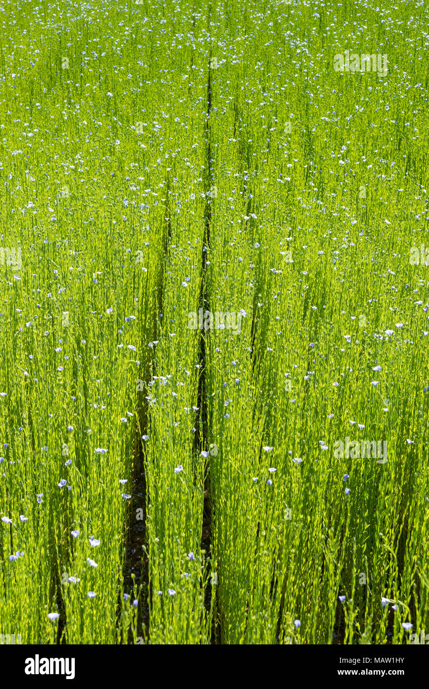 Large field of flax in bloom in spring Stock Photo - Alamy