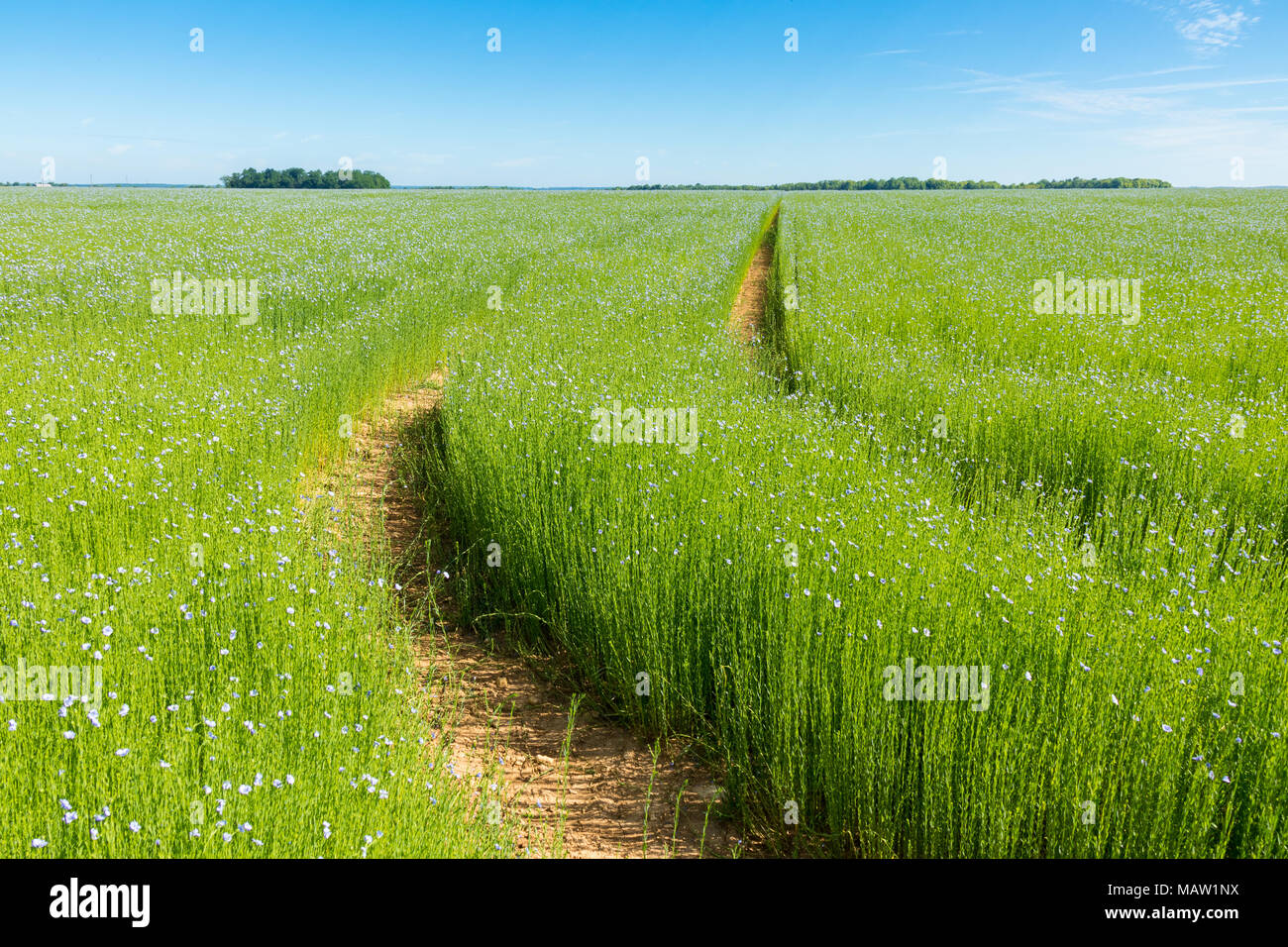 Large field of flax in bloom in spring Stock Photo - Alamy