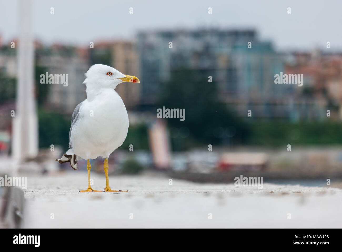 A large seagull on a concrete pier close up Stock Photo - Alamy