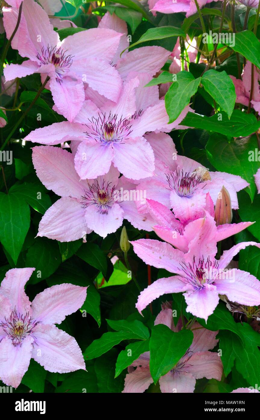 Horticture hi-res stock photography and images - Alamy