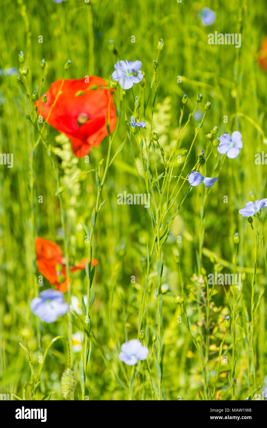 Flax poppy field hi-res stock photography and images - Alamy
