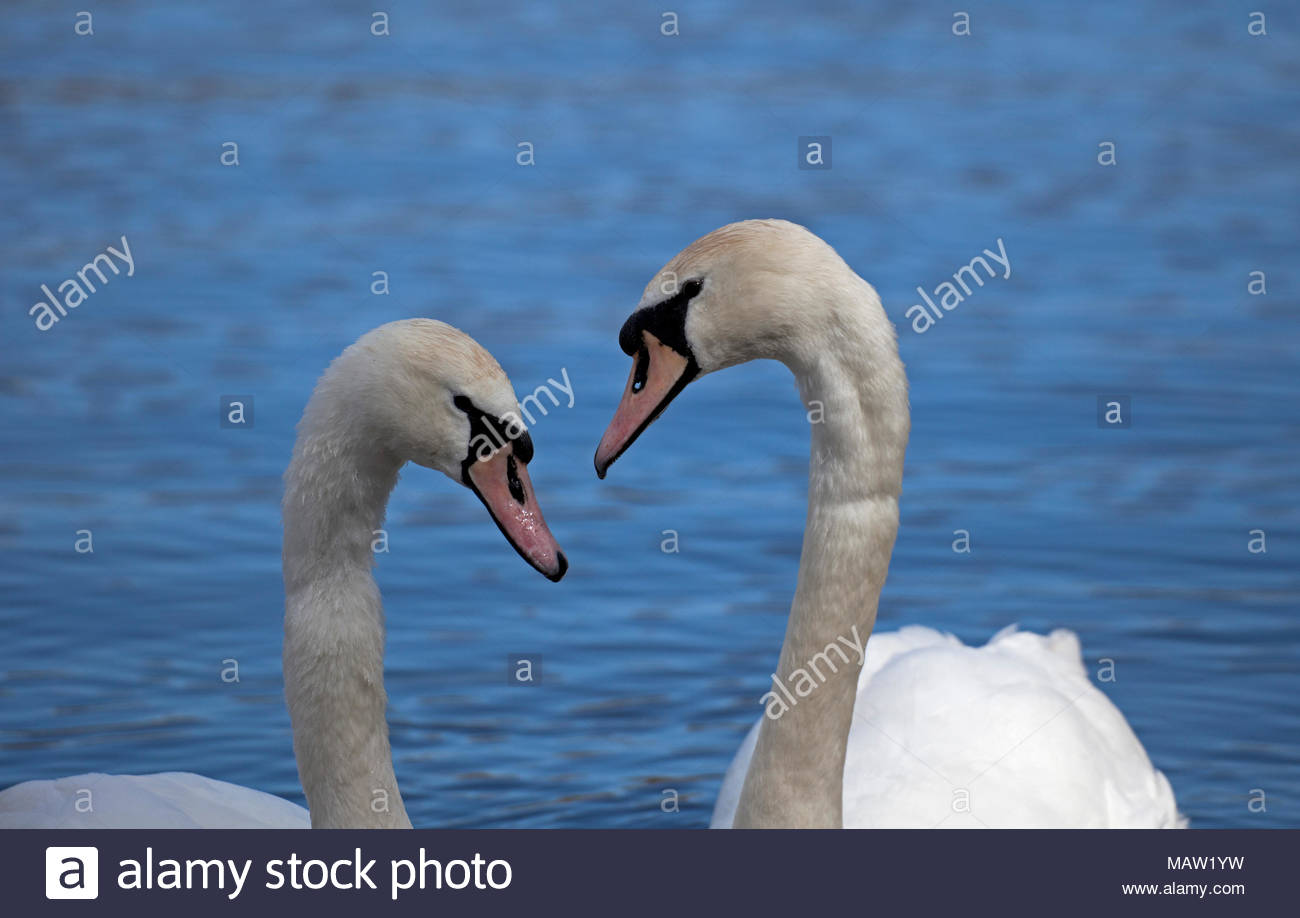 Swans Facing Each Other High Resolution Stock Photography and Images ...