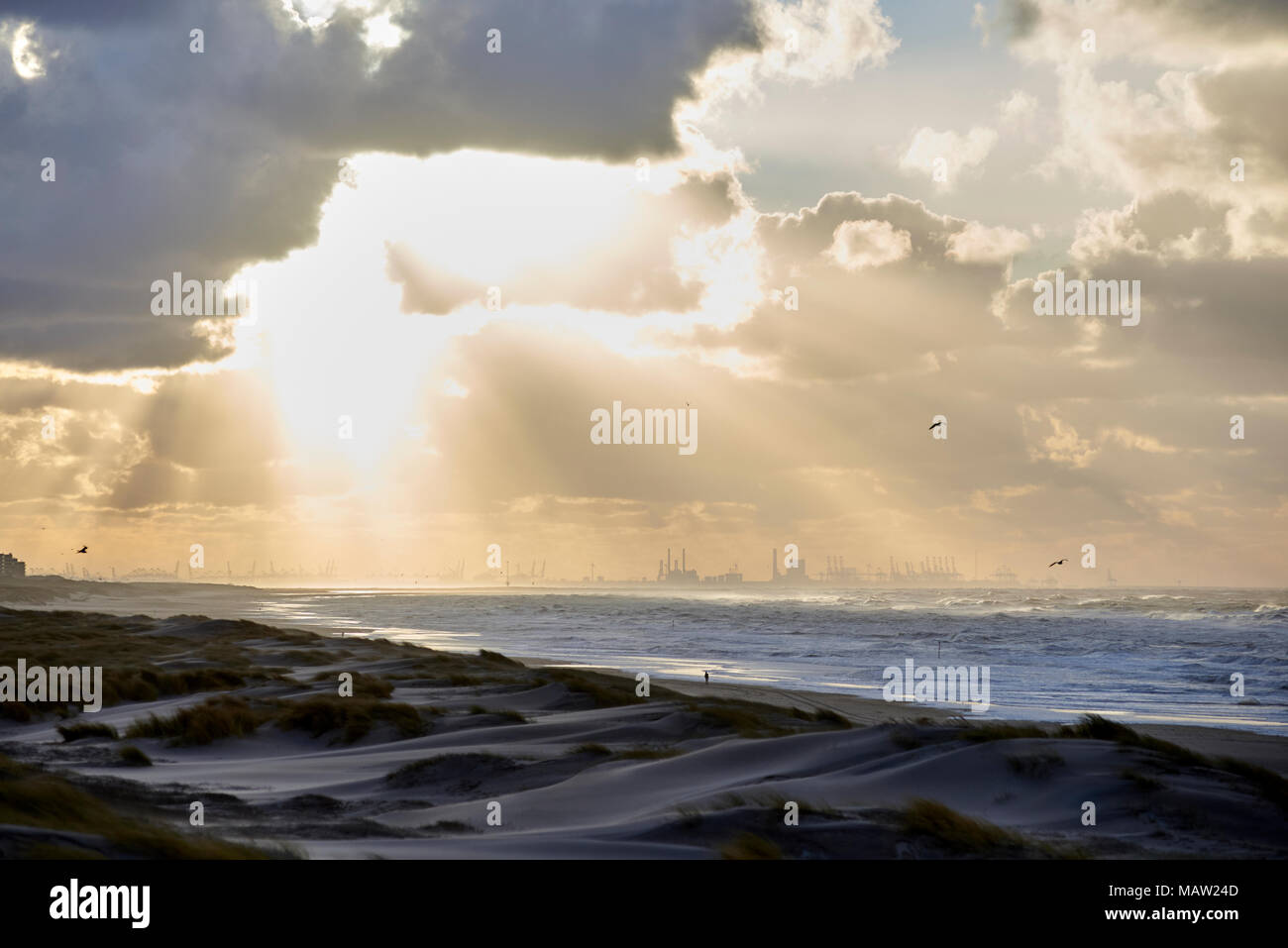 Uitzicht op duinen, zee en maasvlakte bij Rotterdam vanuit de duinen in ...