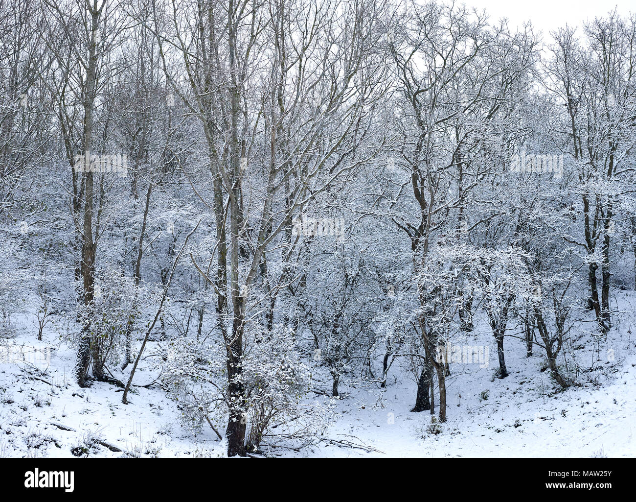 Forest landscape with trees covered with snow during wintertime in the ...