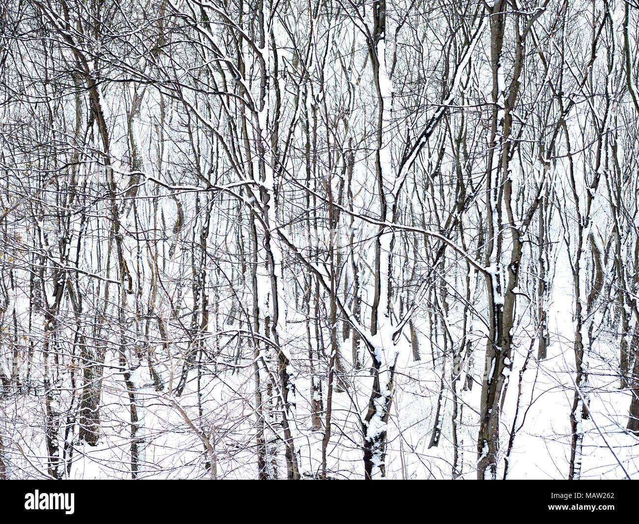 Forest landscape with trees covered with snow during wintertime in the ...