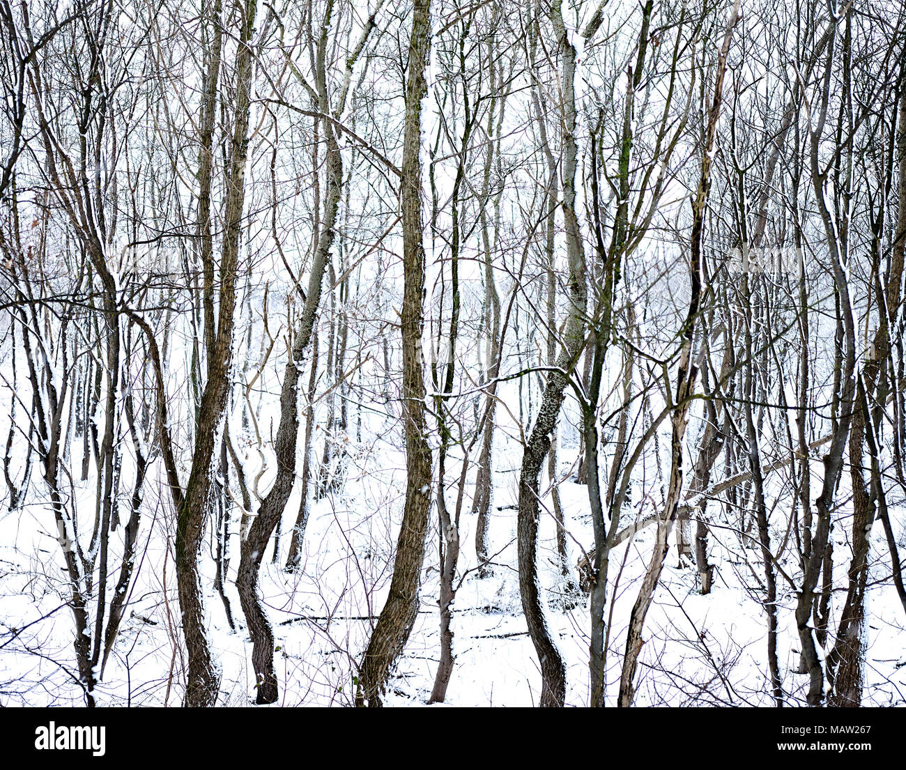 The hague netherlands snow hi-res stock photography and images - Alamy
