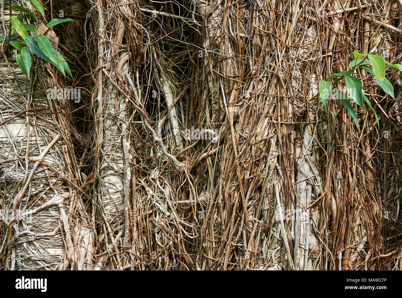 Bamboo plant roots hi-res stock photography and images - Alamy