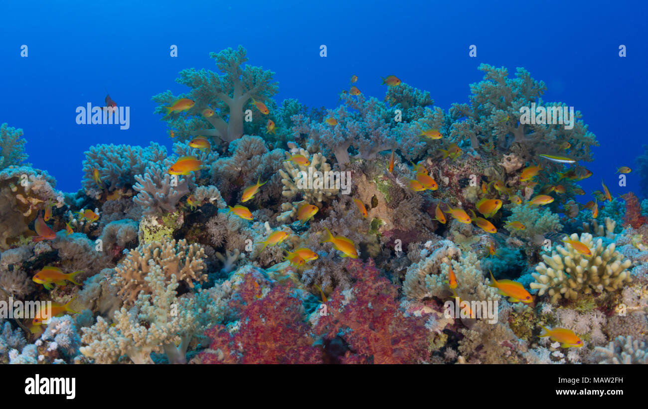 Coral Reef with lots of fish Stock Photo - Alamy