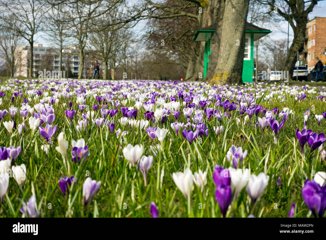 Purple and white crocus crocuses flowers flowering growing on the Stray ...