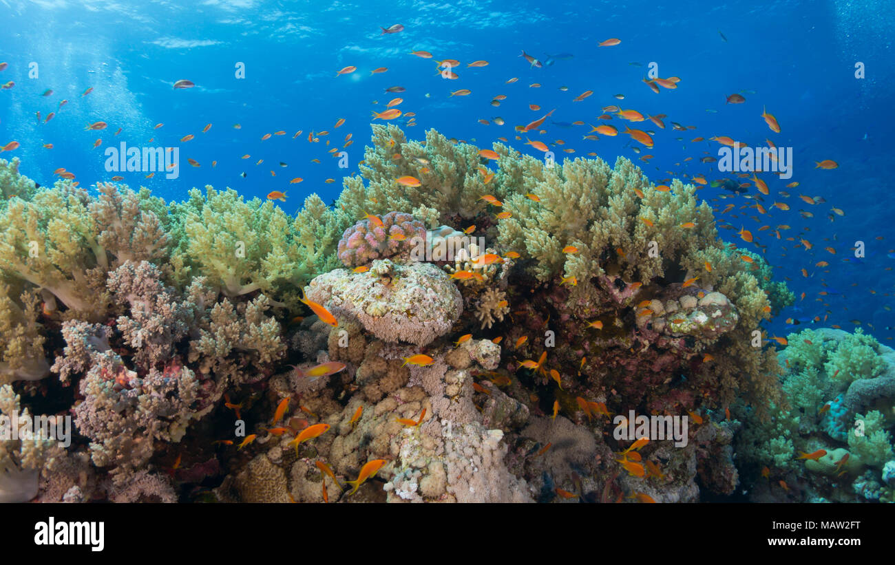 Coral reef plenty tropical fish hi-res stock photography and images - Alamy
