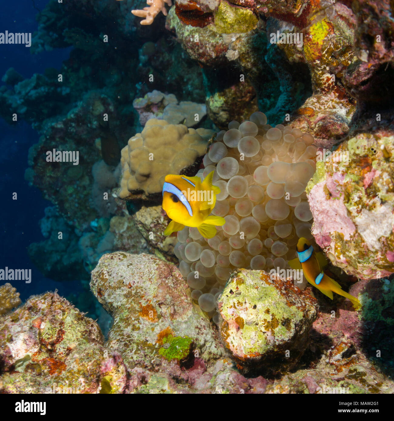 Clown fish lives in a sea anemone Stock Photo - Alamy