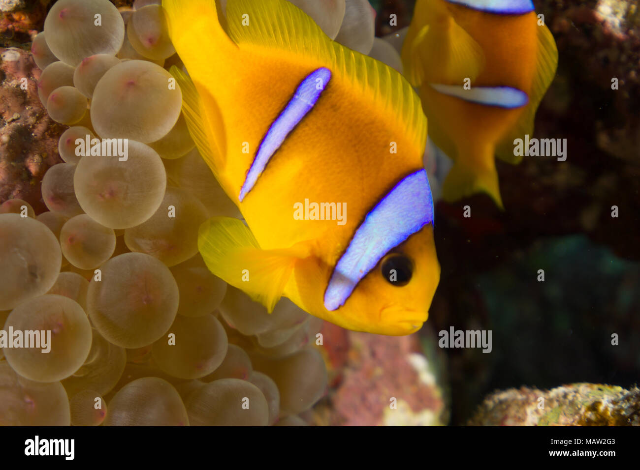 Clown fish lives in a sea anemone Stock Photo - Alamy