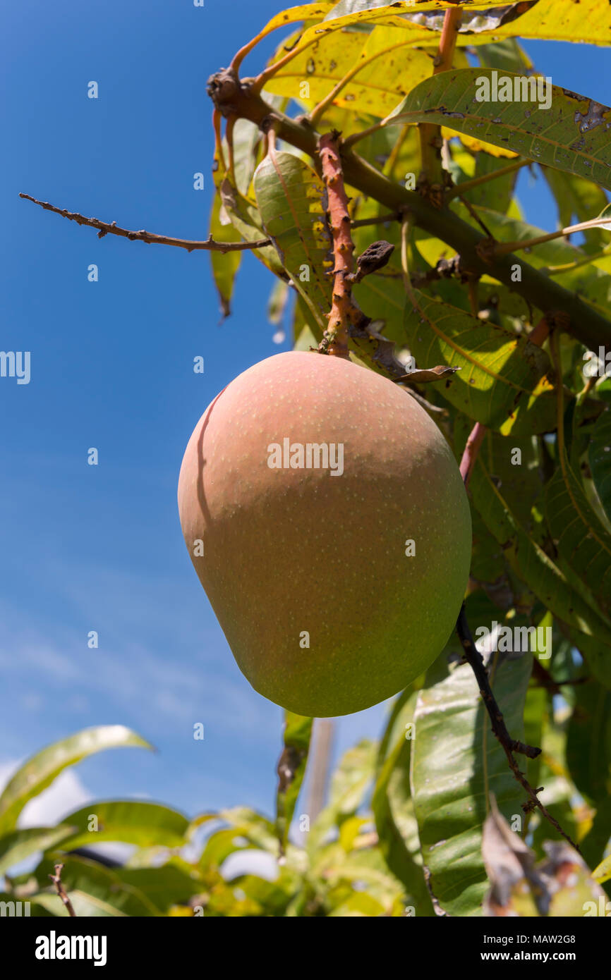 Green mango hanging from tree hi-res stock photography and images - Alamy