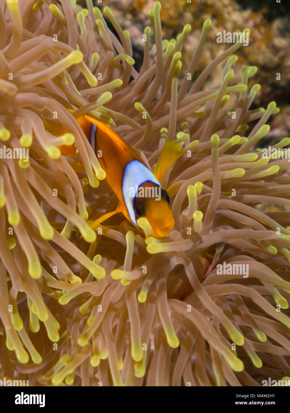 Clown fish lives in a sea anemone Stock Photo - Alamy