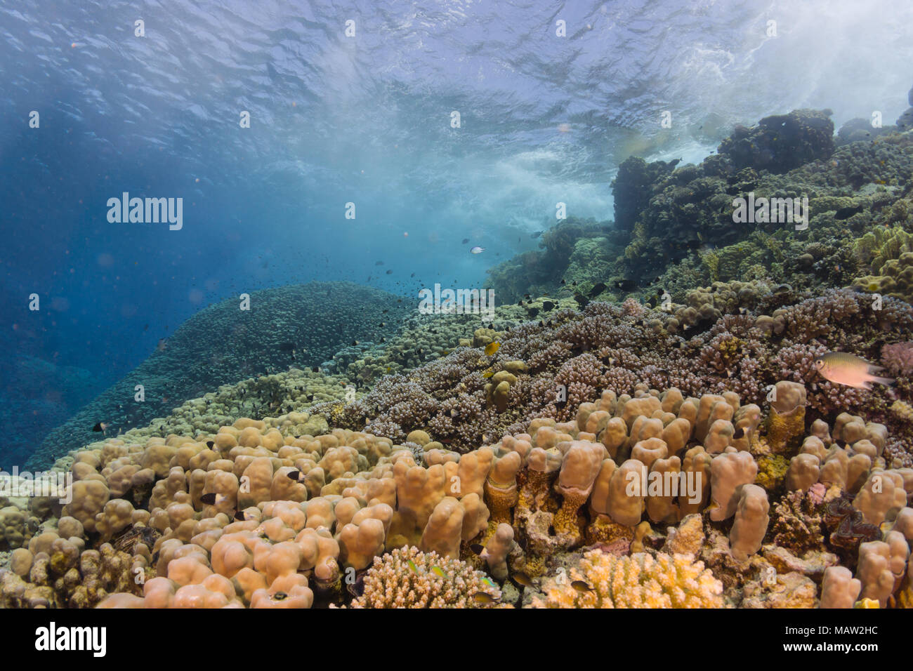 Coral Reef with lots of fish Stock Photo - Alamy