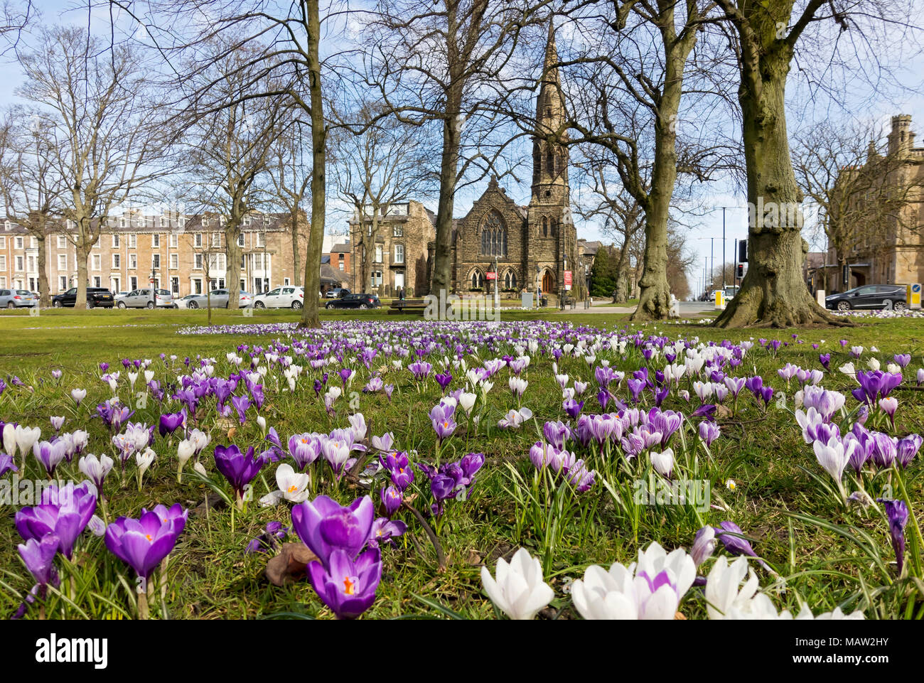 The stray in spring harrogate hi-res stock photography and images - Alamy