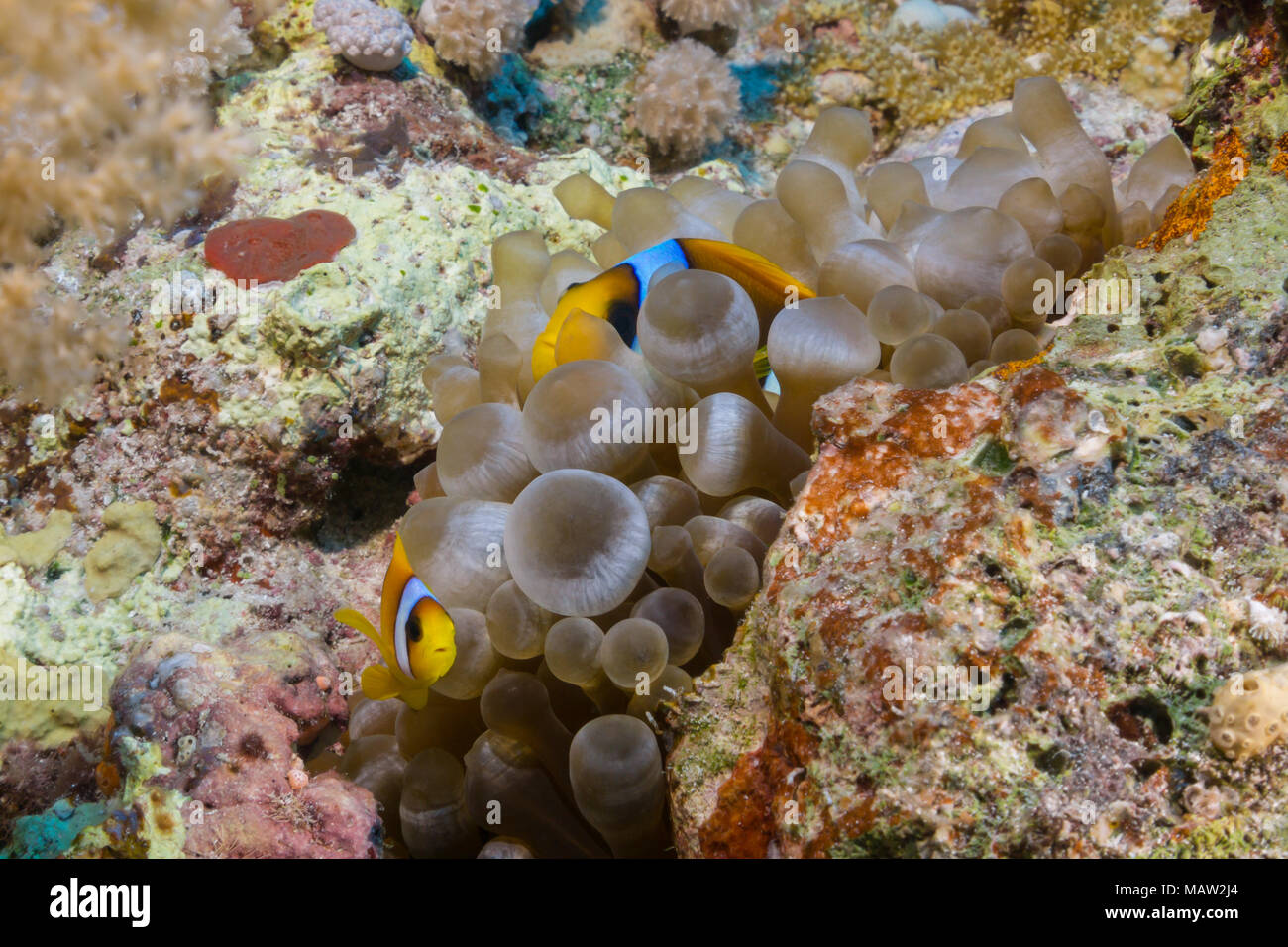 Clown fish lives in a sea anemone Stock Photo - Alamy