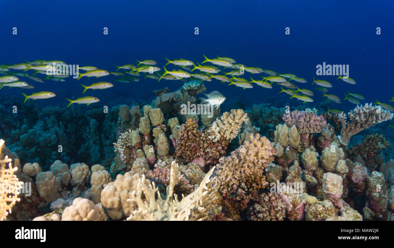 Coral Reef with lots of fish Stock Photo - Alamy