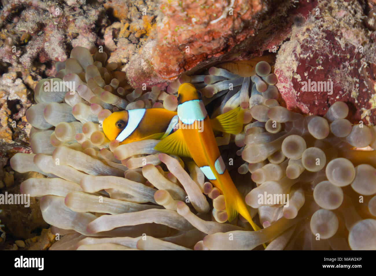 Clown fish lives in a sea anemone Stock Photo - Alamy