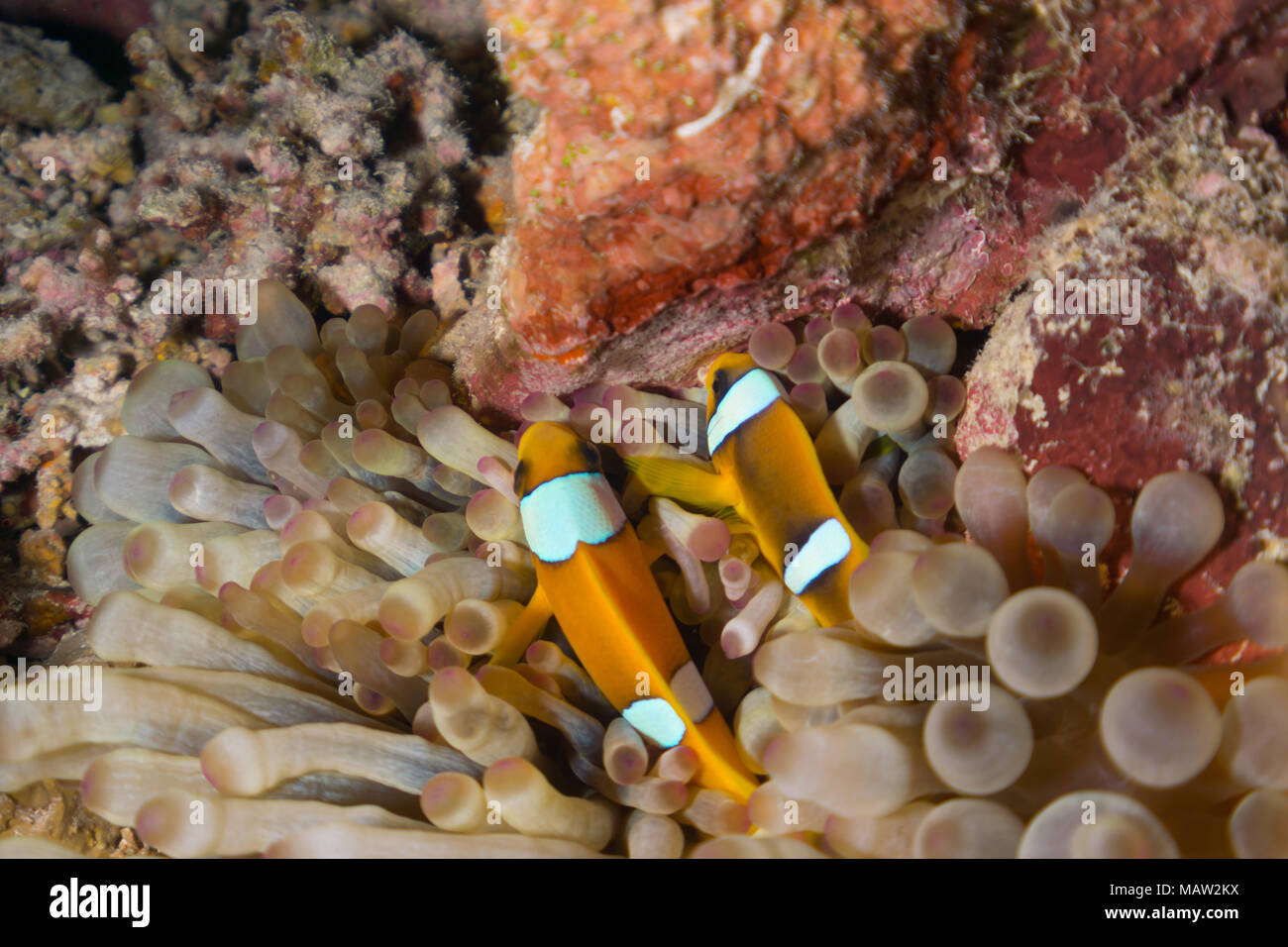 Clown fish lives in a sea anemone Stock Photo - Alamy