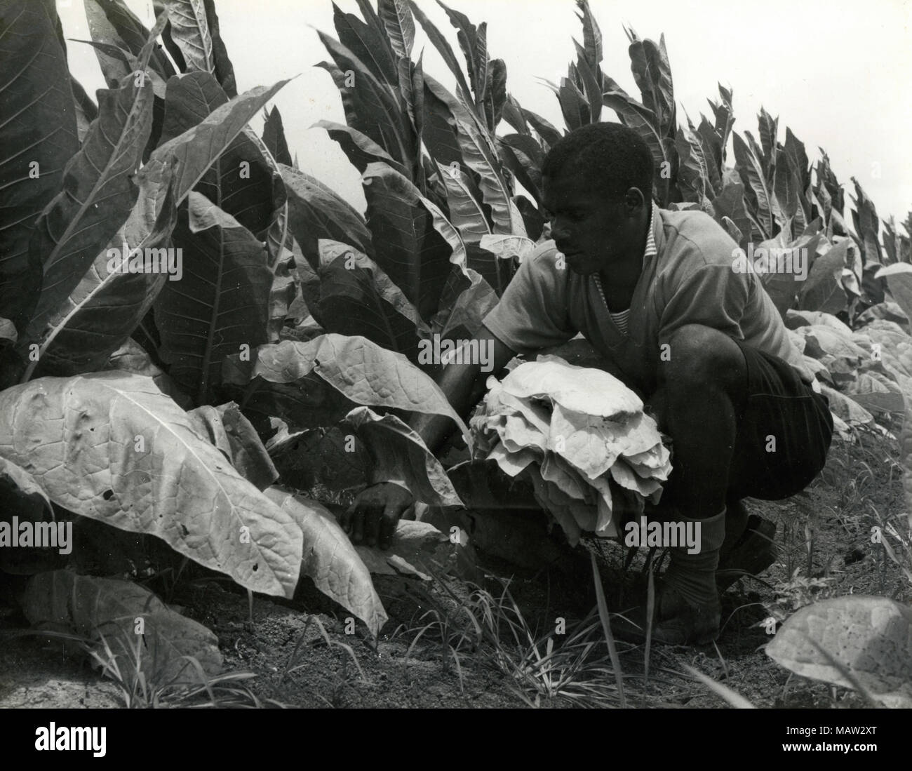 Man of rhodesia hi-res stock photography and images - Alamy