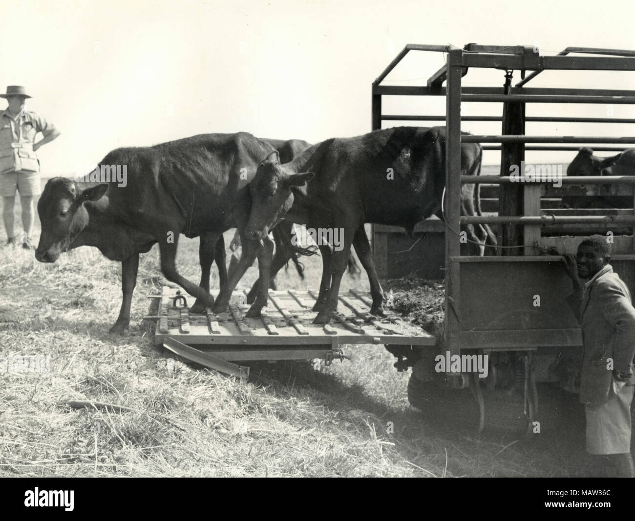 Men herding bovines, Rhodesian Selection Trust, Kafue Pilot Polder ...