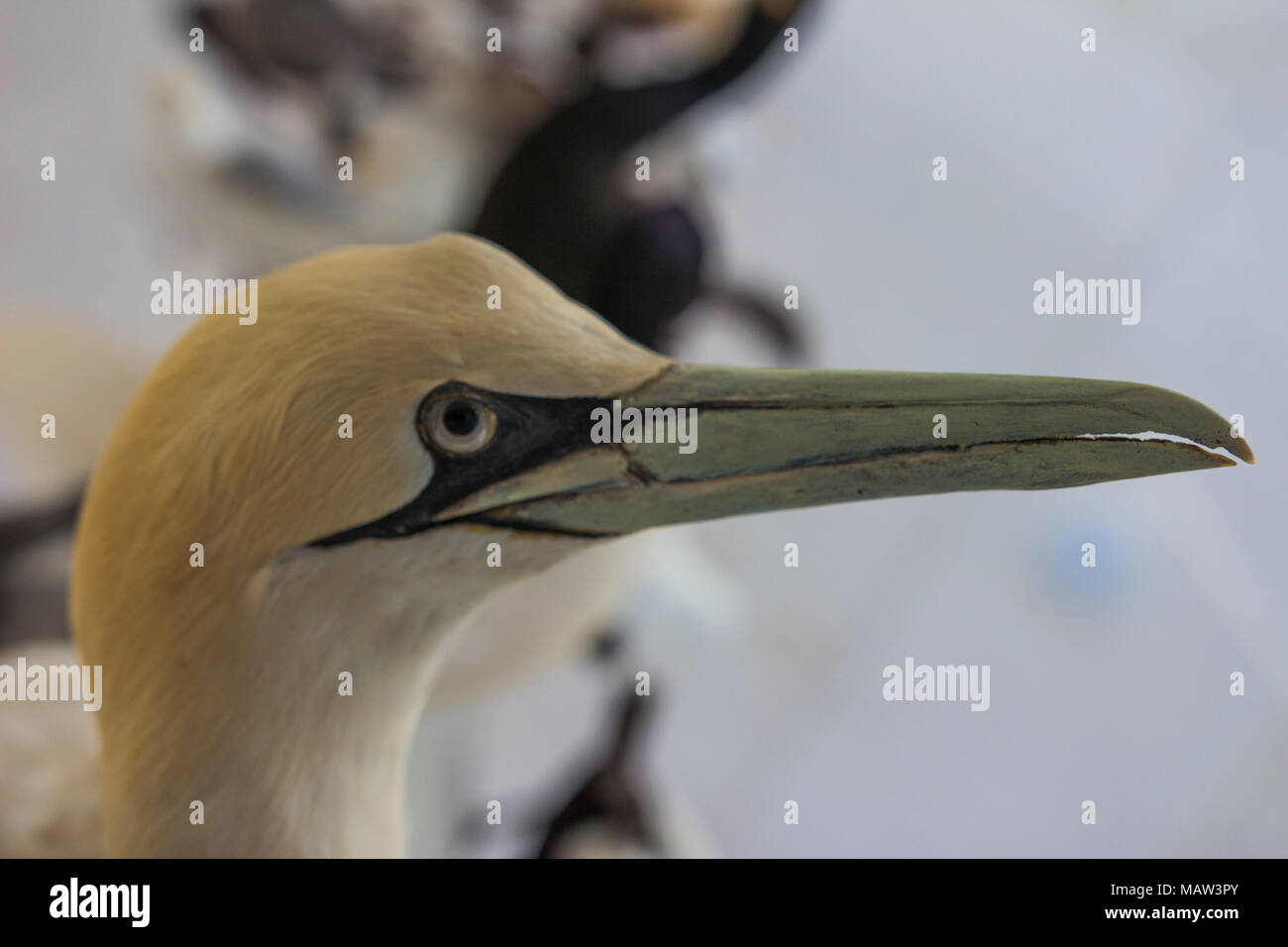 Wildlife in the Faroe islands in the north Atlantic Stock Photo - Alamy