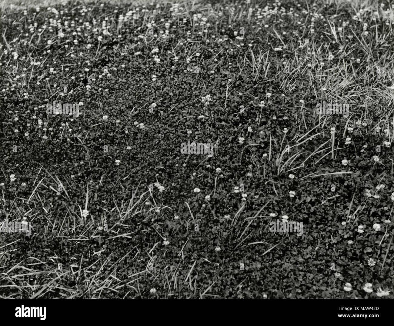 Rhodesia hi-res stock photography and images - Alamy